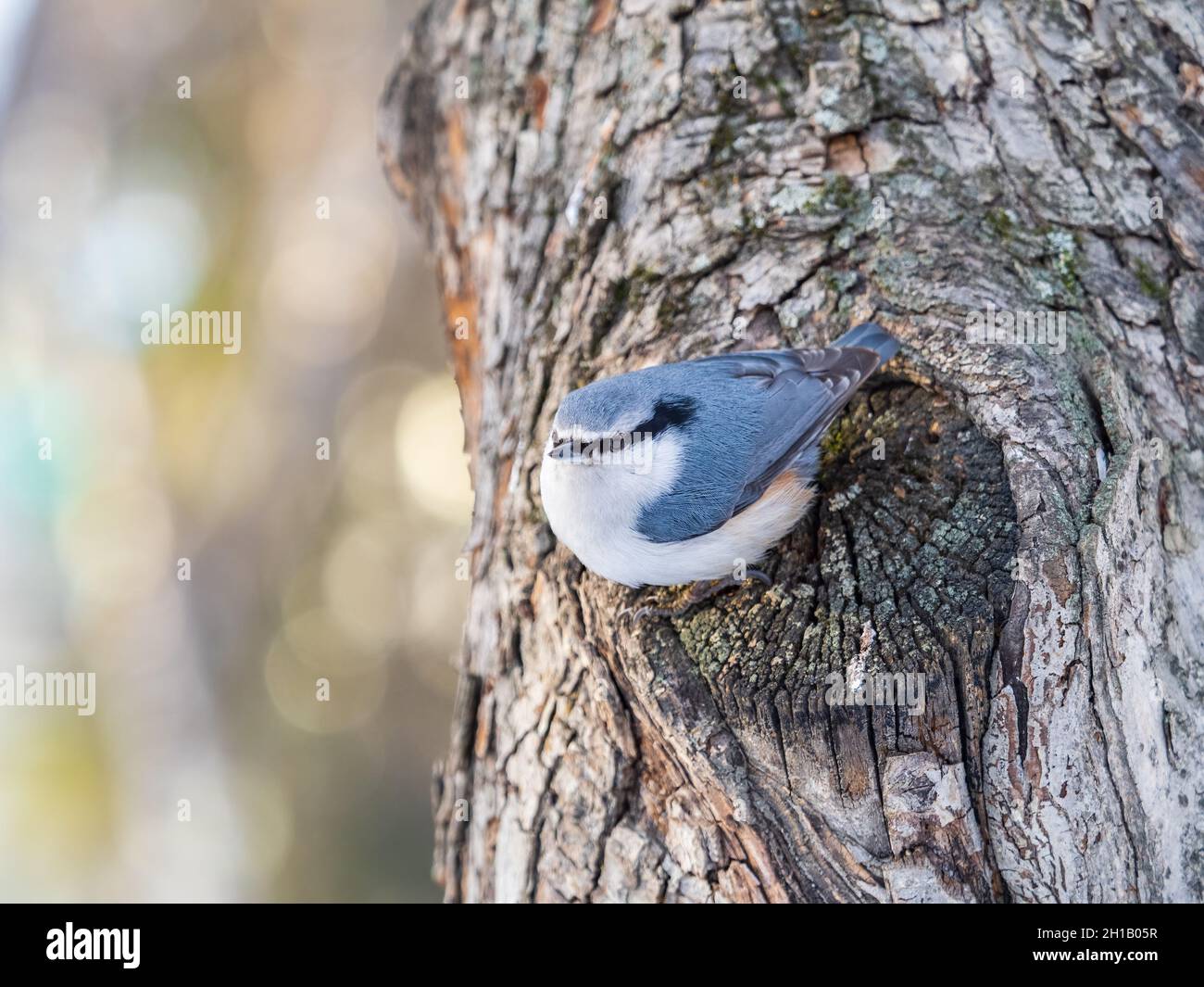 Eurasian nuthatch or wood nuthatch, lat. Sitta europaea, sitting on a ...