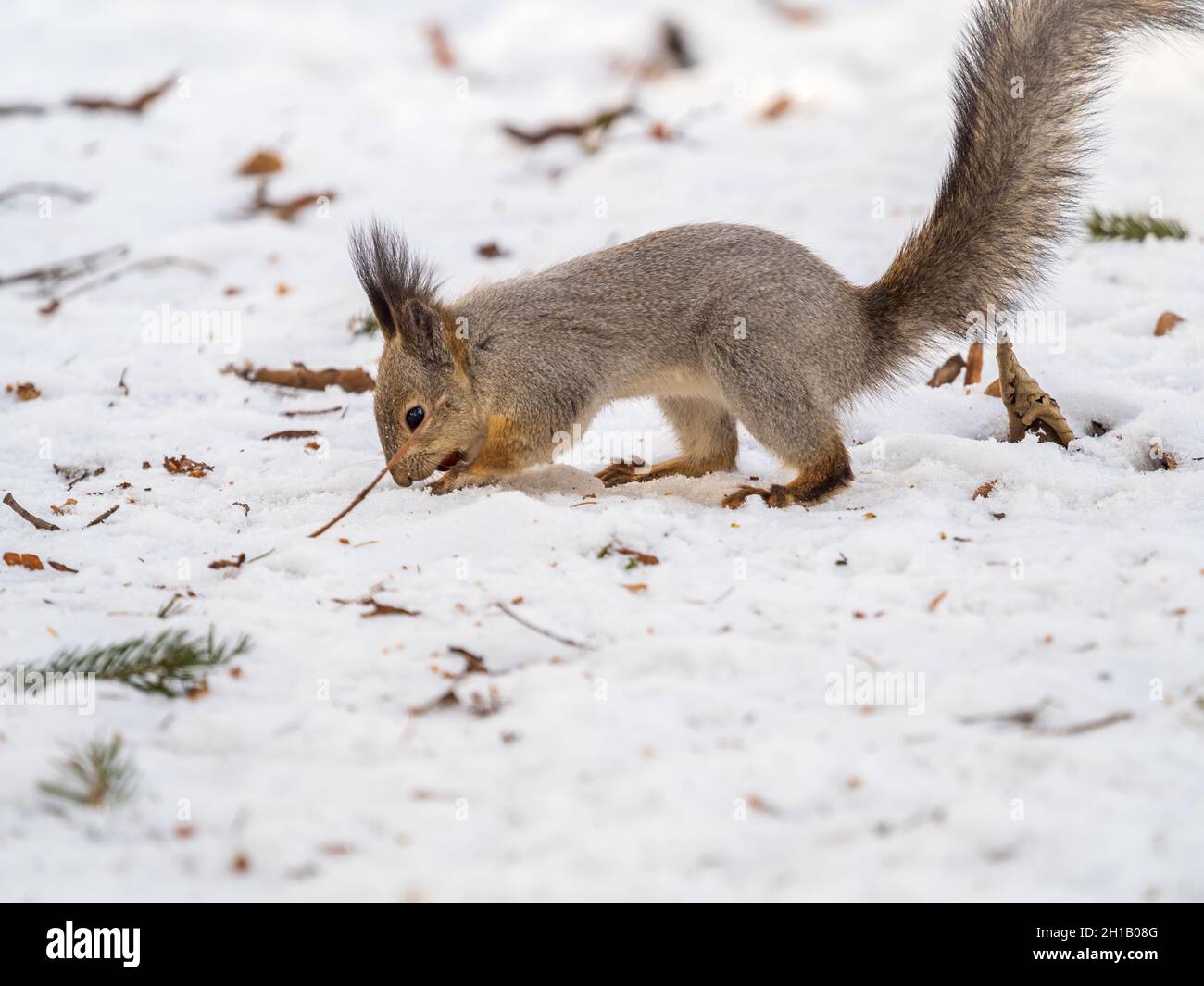 Squirrel hides nuts in the white snow. Eurasian red squirrel, Sciurus ...