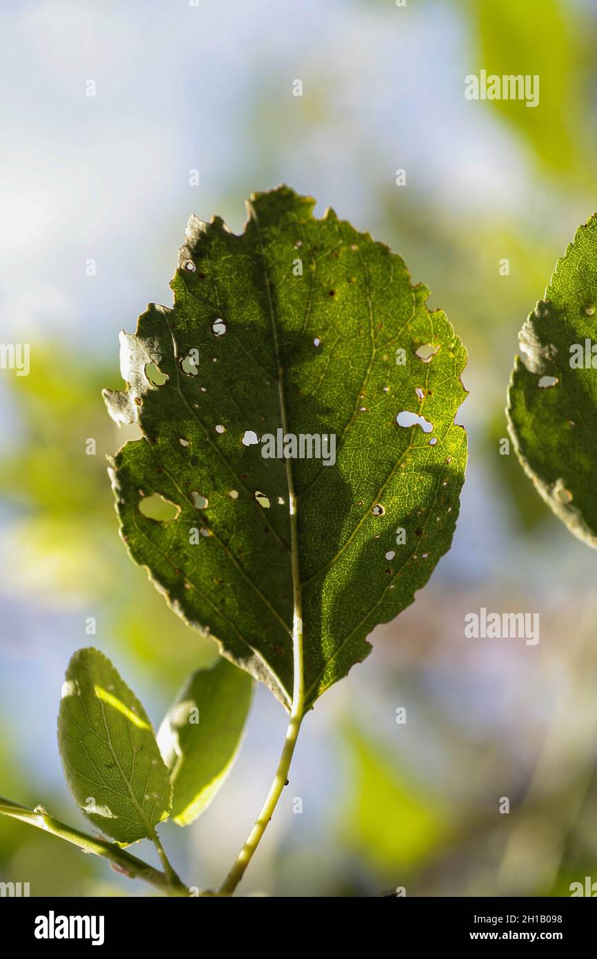 Aphids damaged leaf by pests and diseases. Aphidoidea colony damages ...