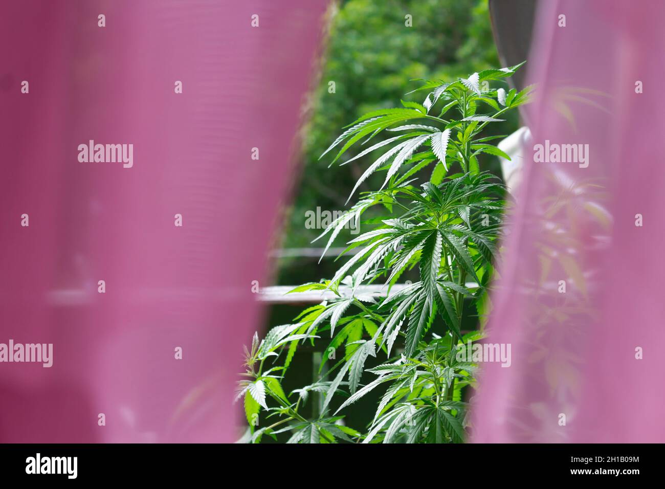 Cannabis plants on balcony hi-res stock photography and images - Alamy