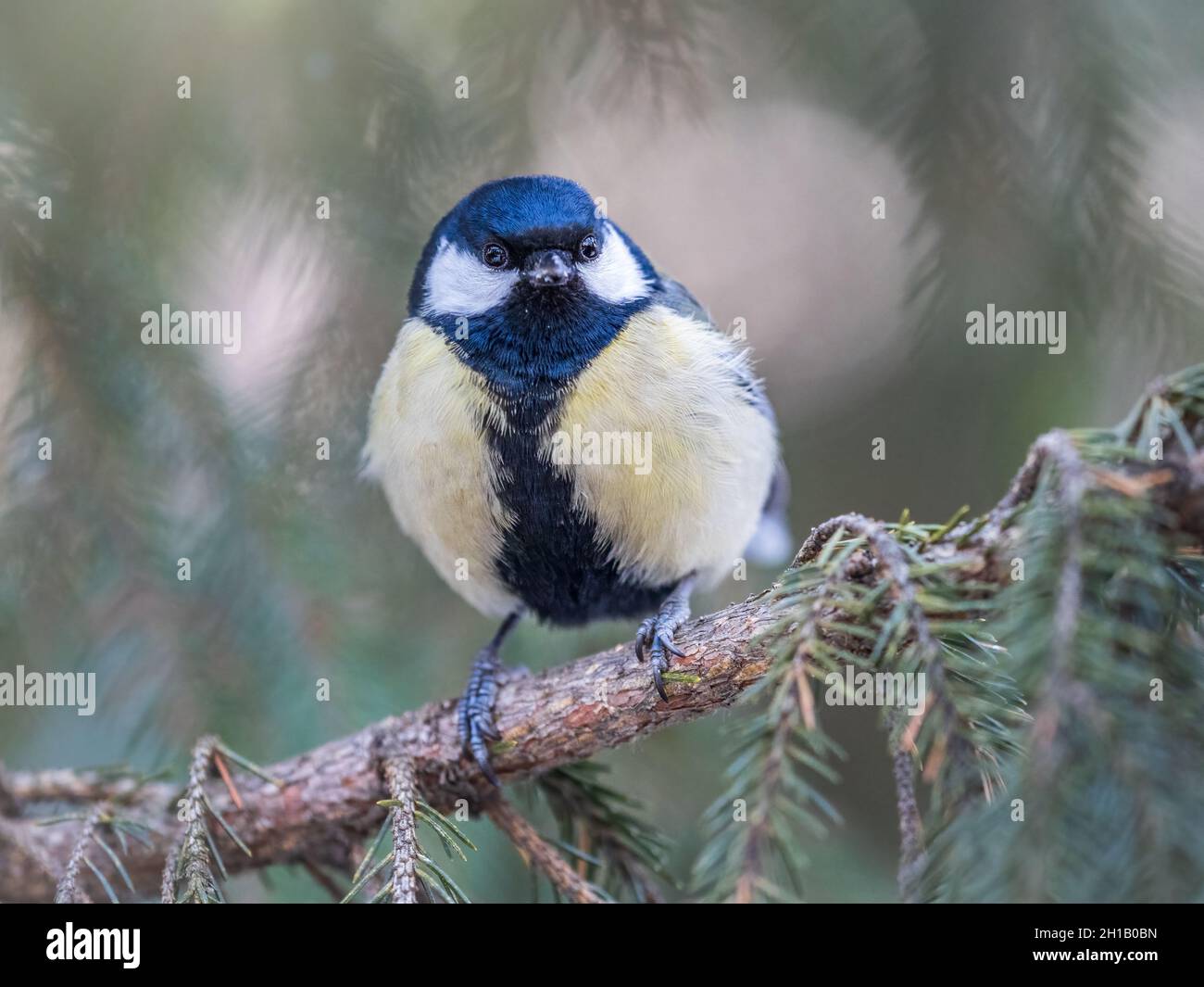 Cute bird Great tit, songbird sitting on the nice fir branch. Parus ...