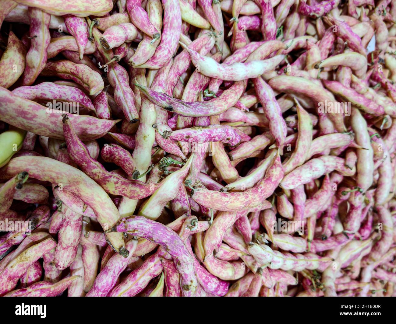 Close-up of the pink beans or also known as borlotti beans on display ...