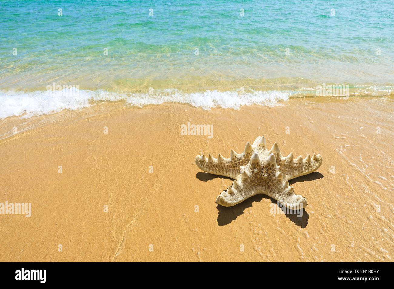 Starfish on a beach sand Stock Photo - Alamy