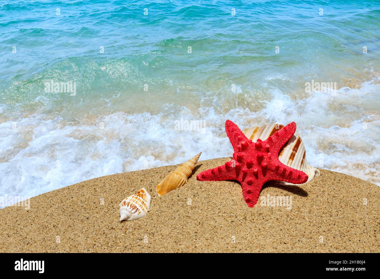 Red conch shell hi-res stock photography and images - Alamy