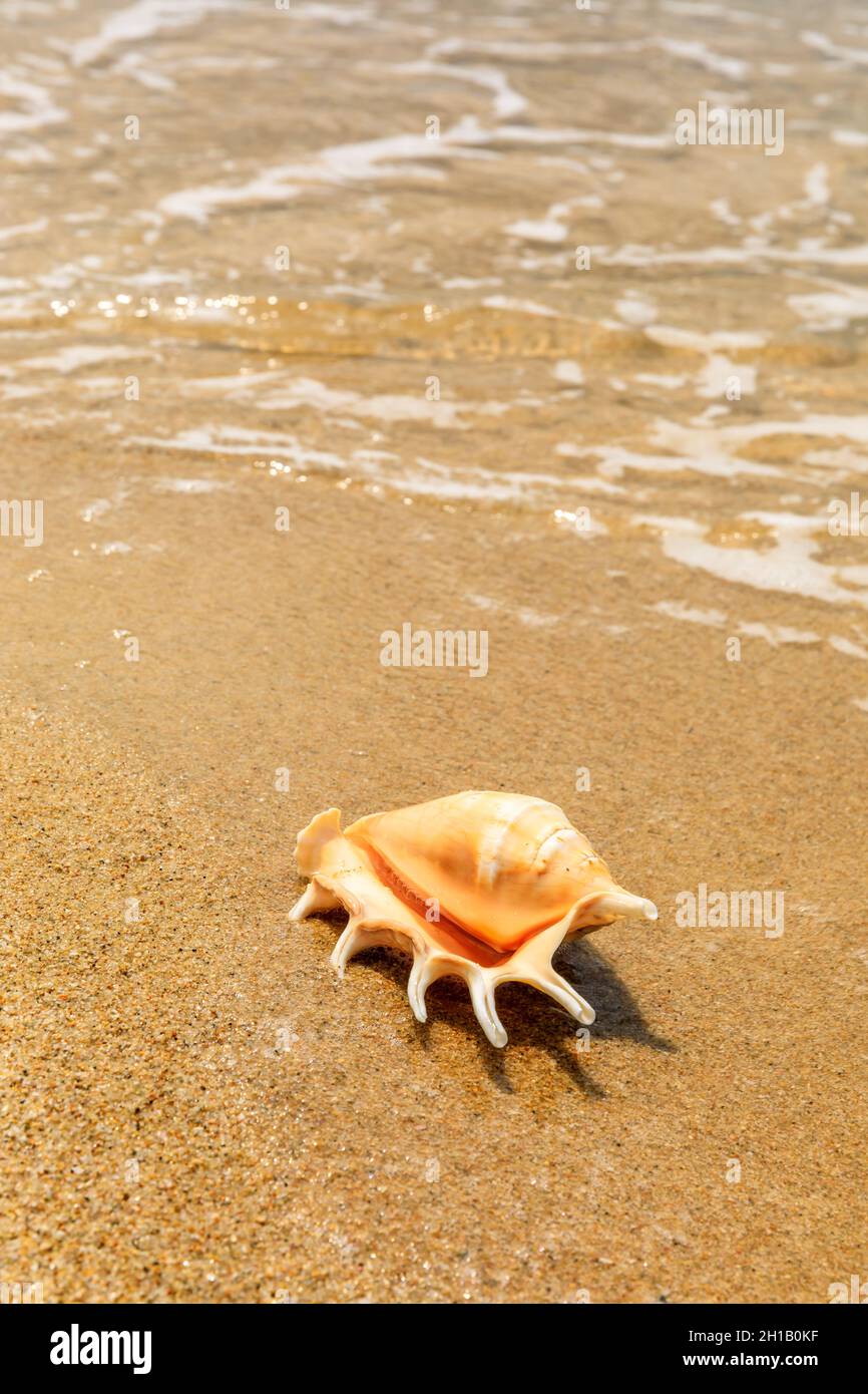 Conch on a beach sand Stock Photo - Alamy
