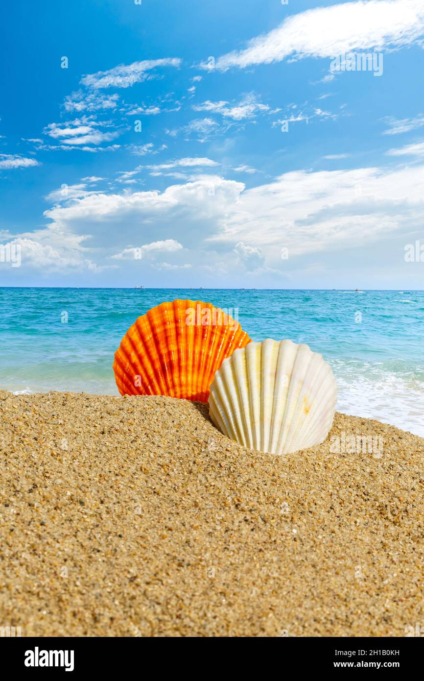 Tropical Beach Shell 1pc Tropical Beach Towel With Sea Shell & * Print