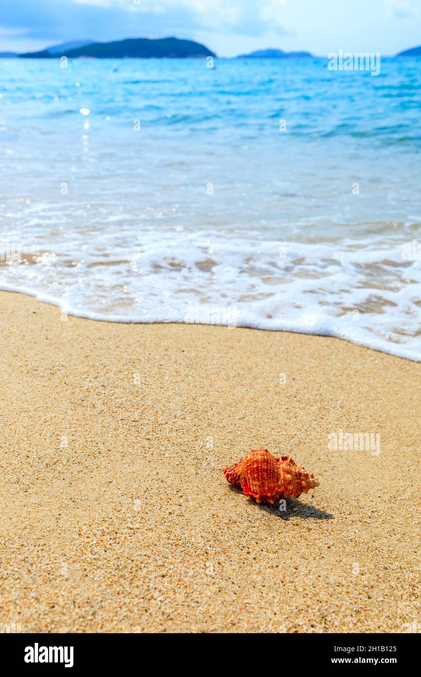 Conch on a beach sand.summer holiday background.Travel and beach ...