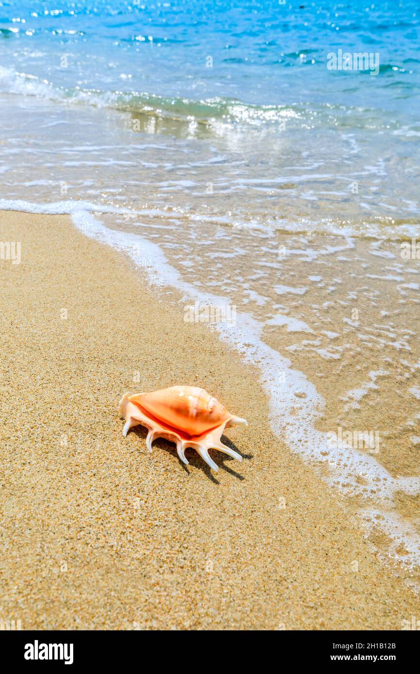 Conch on a beach sand Stock Photo - Alamy