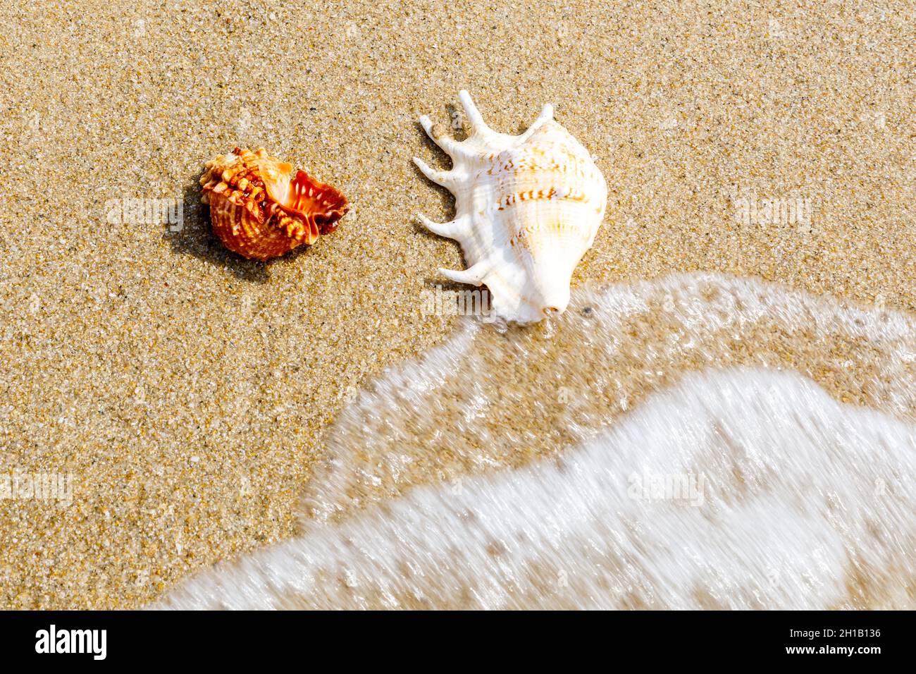 Conch texture hi-res stock photography and images - Alamy