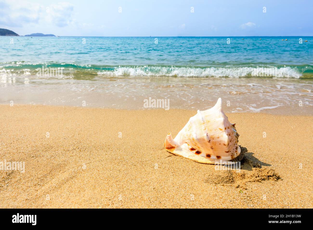 Conch on a beach sand.summer holiday background.Travel and beach ...