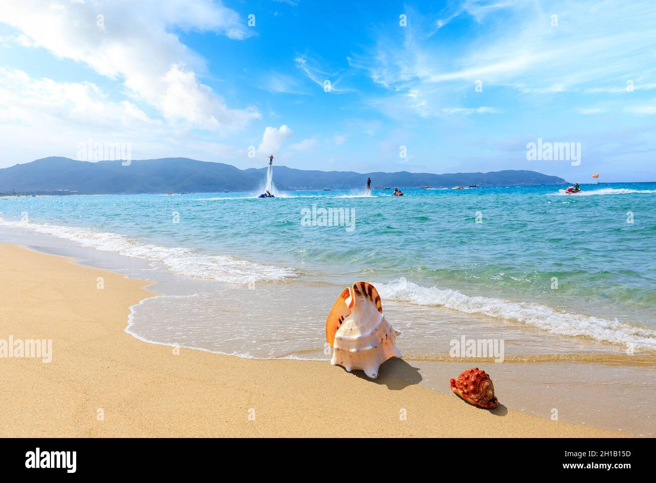 Conch on a beach sand.summer holiday background.Travel and beach ...