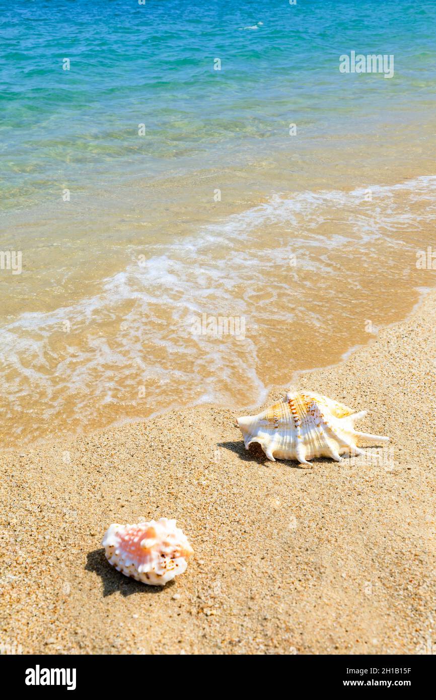 Conch on a beach sand Stock Photo - Alamy