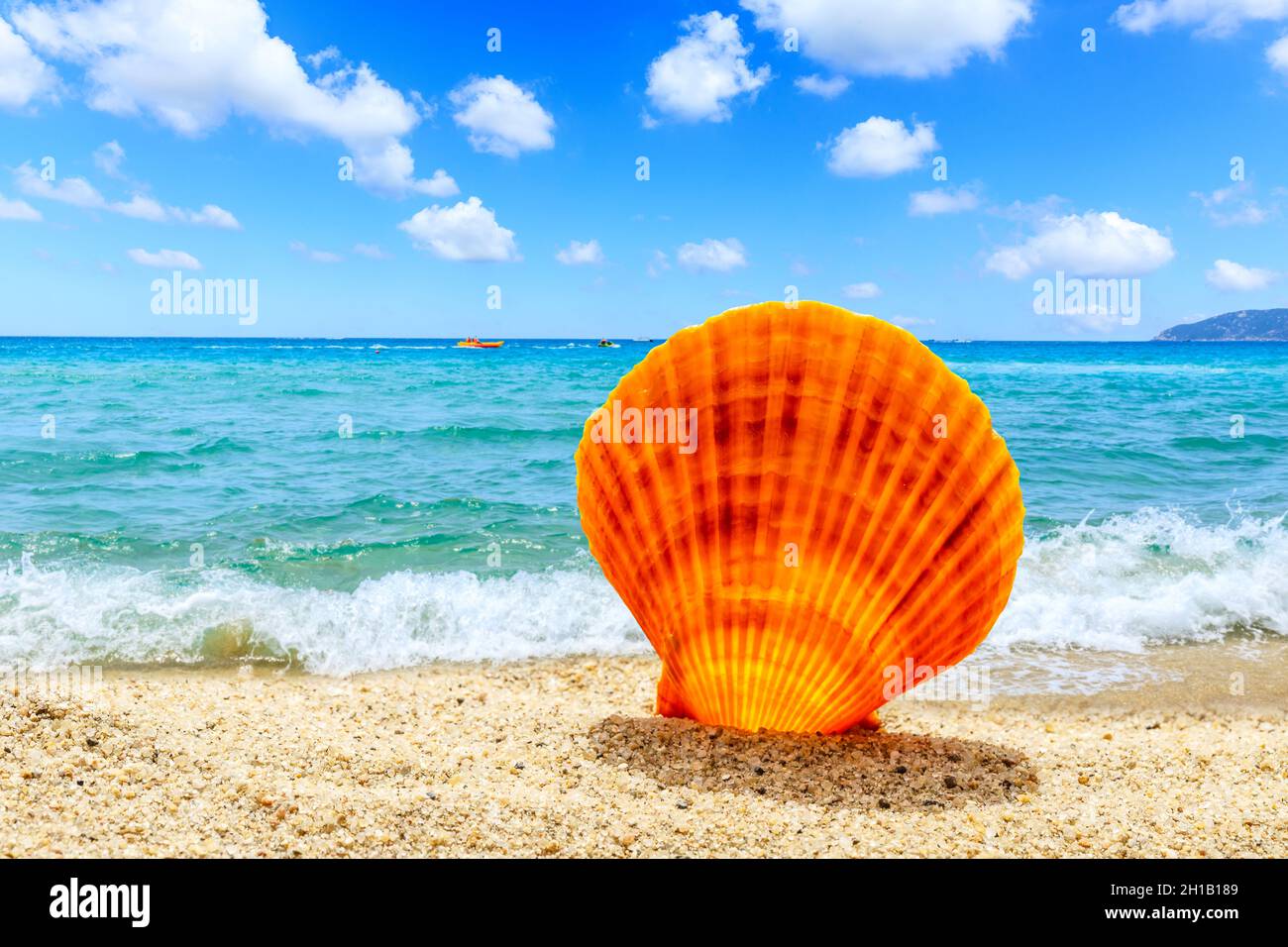 Tropical beach with shell on sand,summer holiday background.Travel and ...