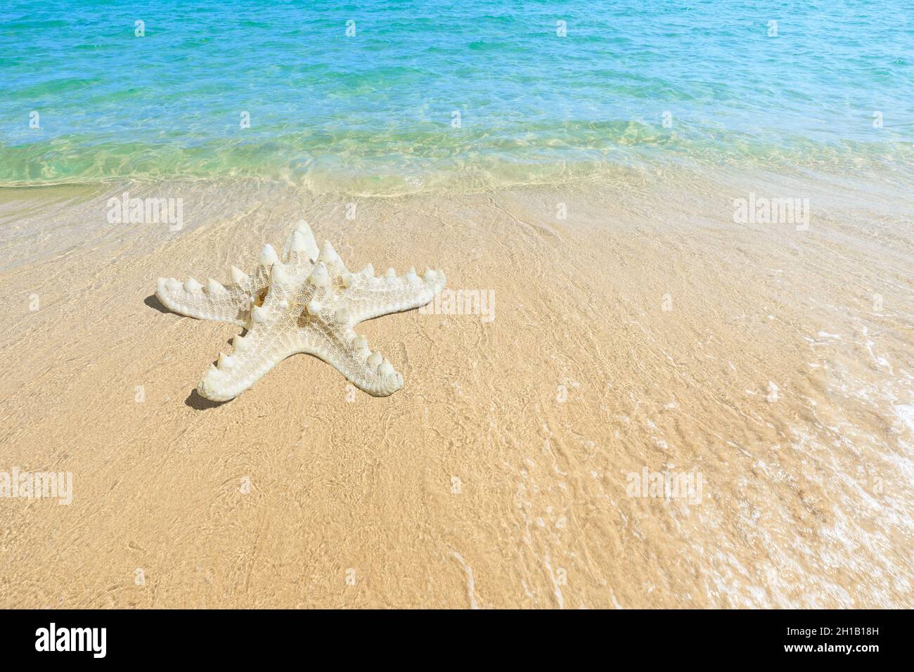 Starfish wallpaper hi-res stock photography and images - Alamy