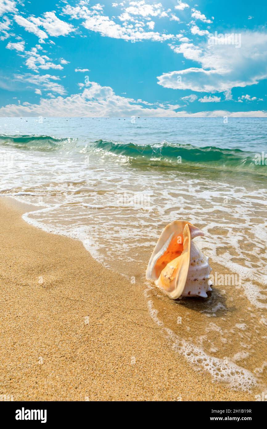 Conch on a beach sand.summer holiday background.Travel and beach ...