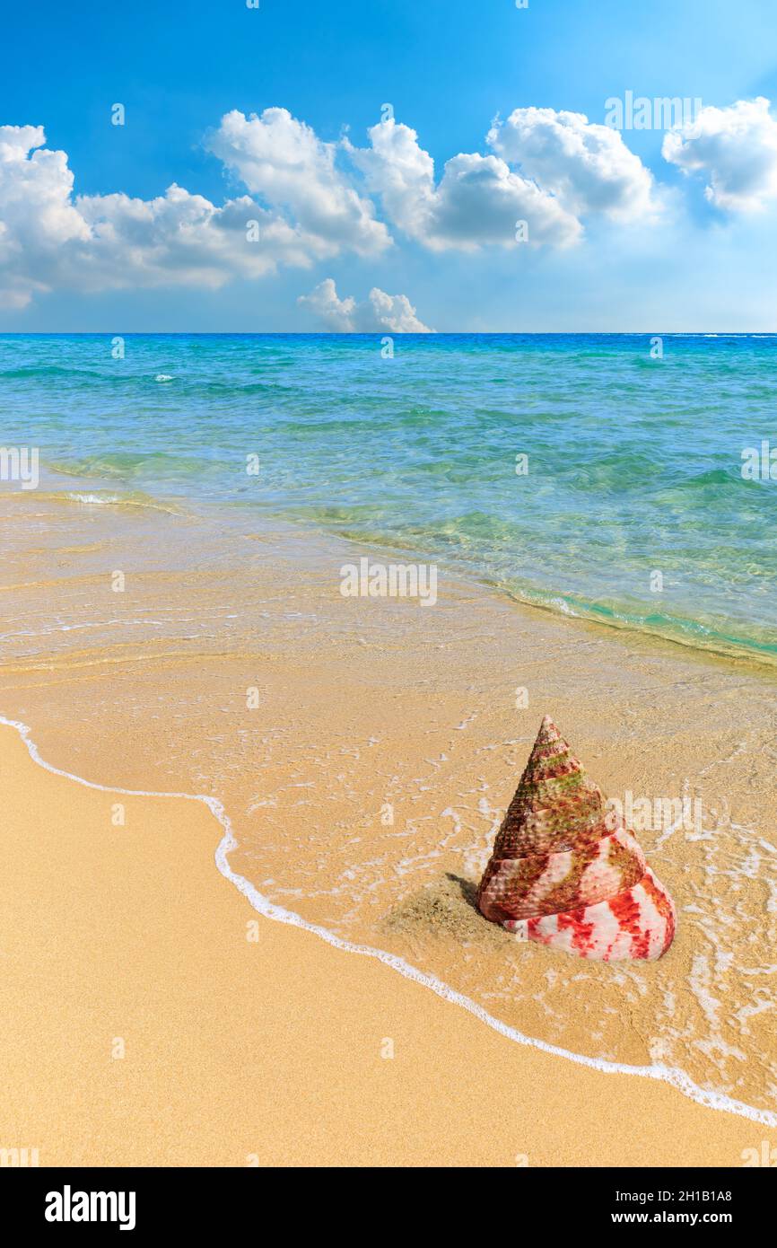 Conch on a beach sand.summer holiday background.Travel and beach ...