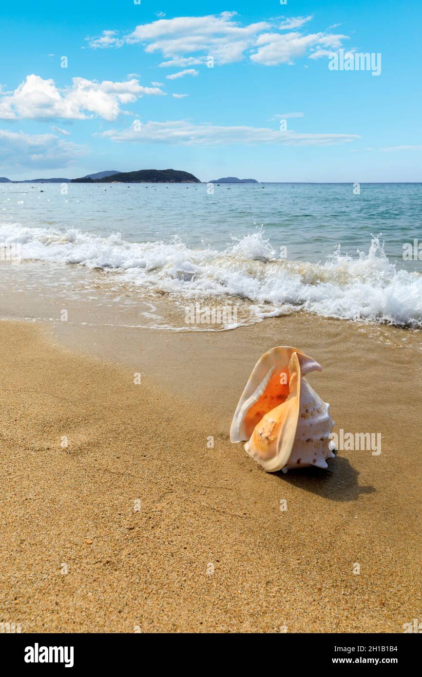 Conch on a beach sand.summer holiday background.Travel and beach ...