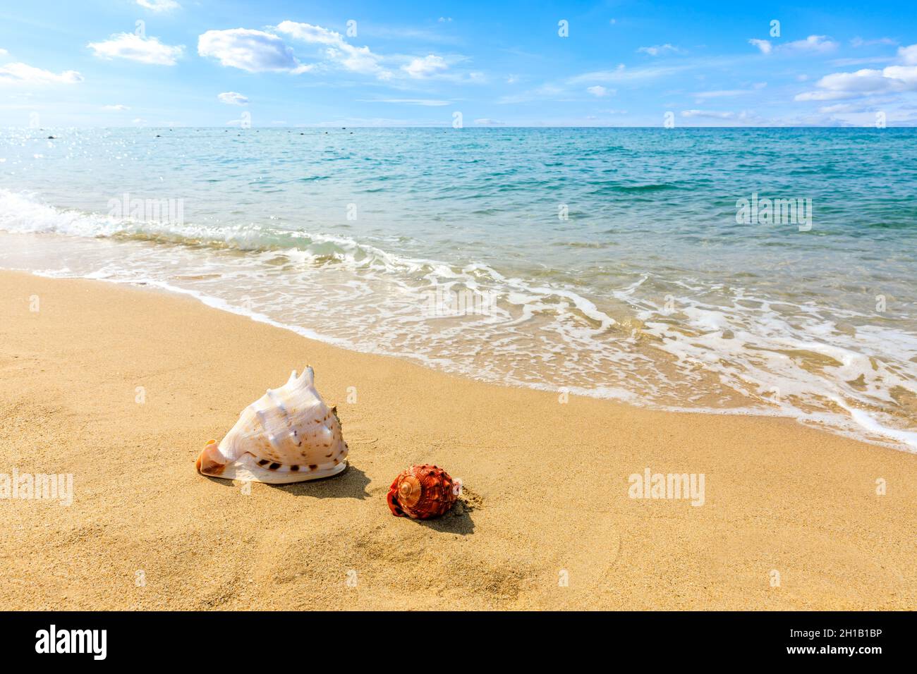 Conch on a beach sand.summer holiday background.Travel and beach ...