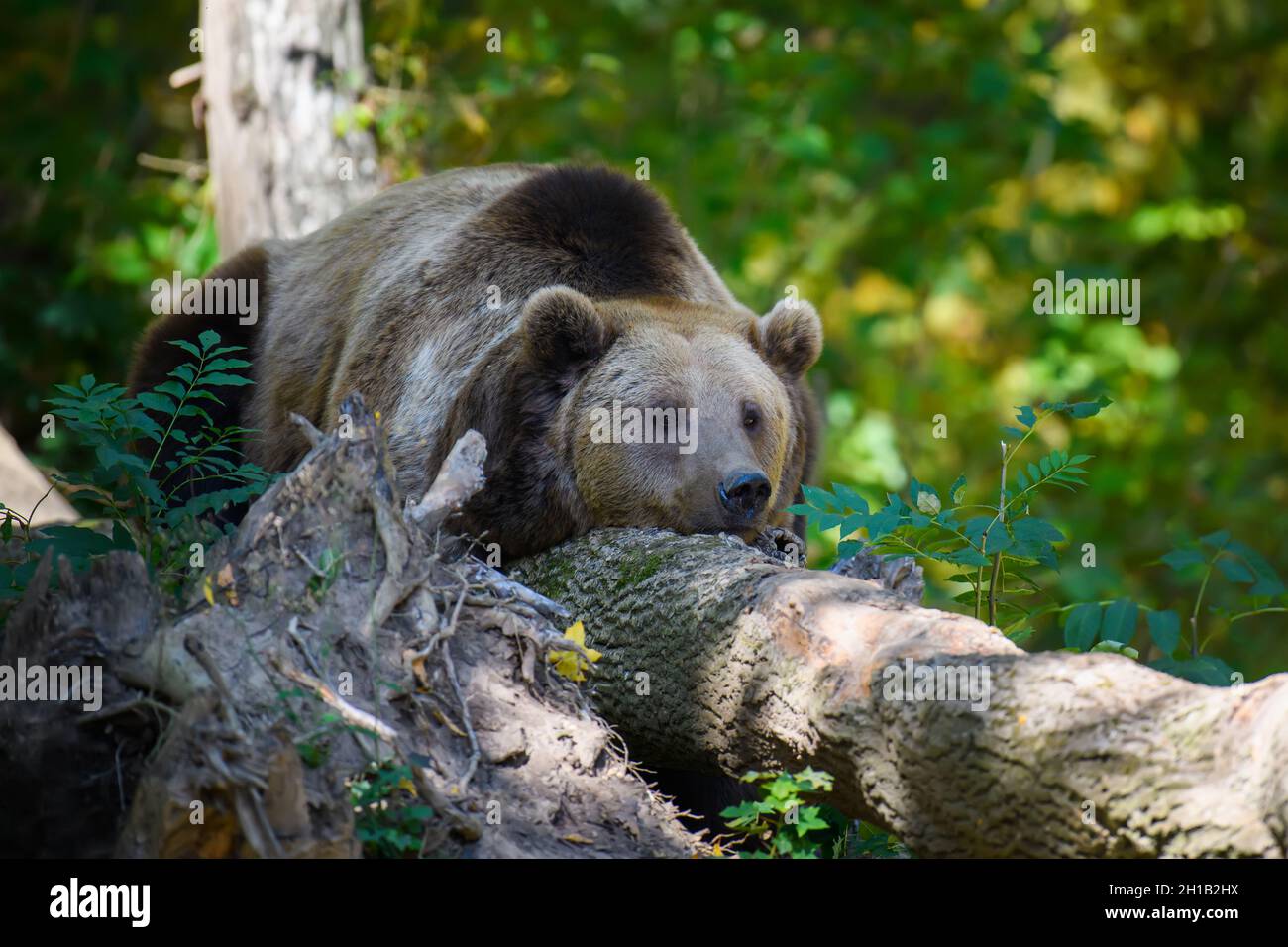 Wild Brown Bear (Ursus Arctos) sleep in the autumn forest. Animal in ...