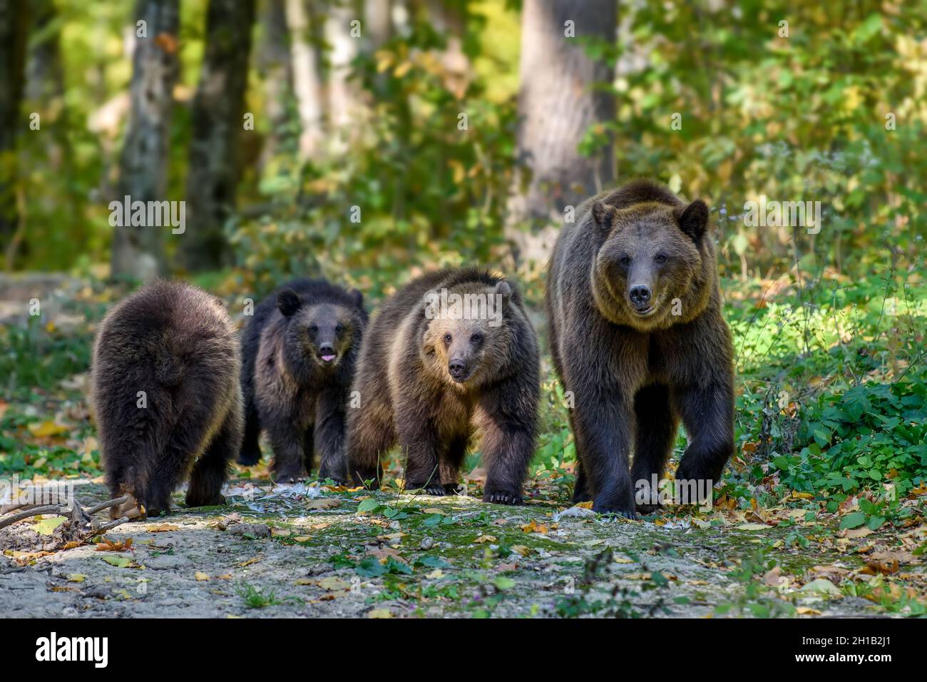 Three wild brown bear cubs (Ursus Arctos) with mother in the autumn ...