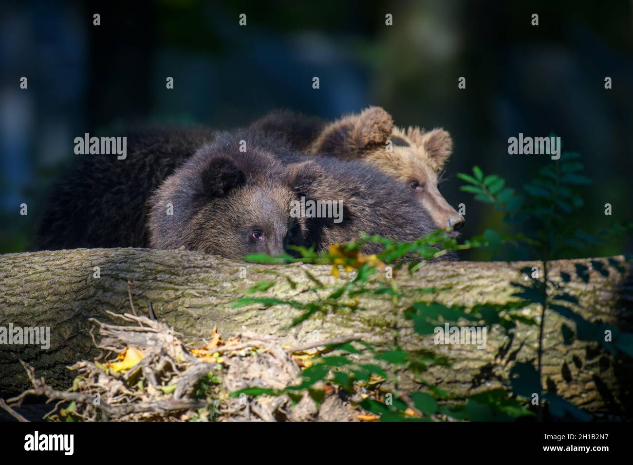 Baby cub wild Brown Bear (Ursus Arctos) in the autumn forest. Animal in ...