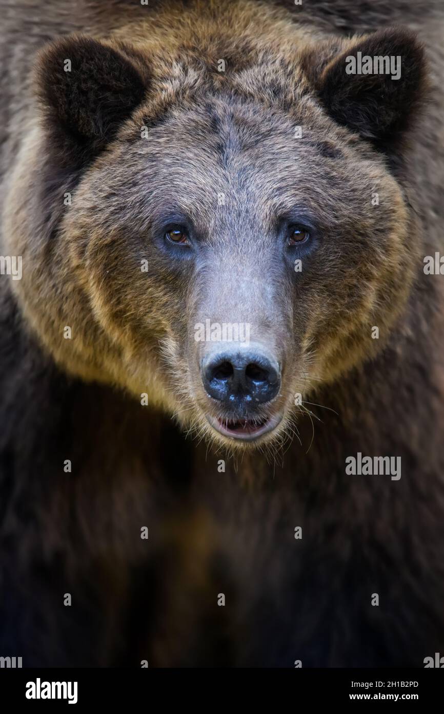 Portrait wild Brown Bear (Ursus Arctos) in the autumn forest. Animal in ...