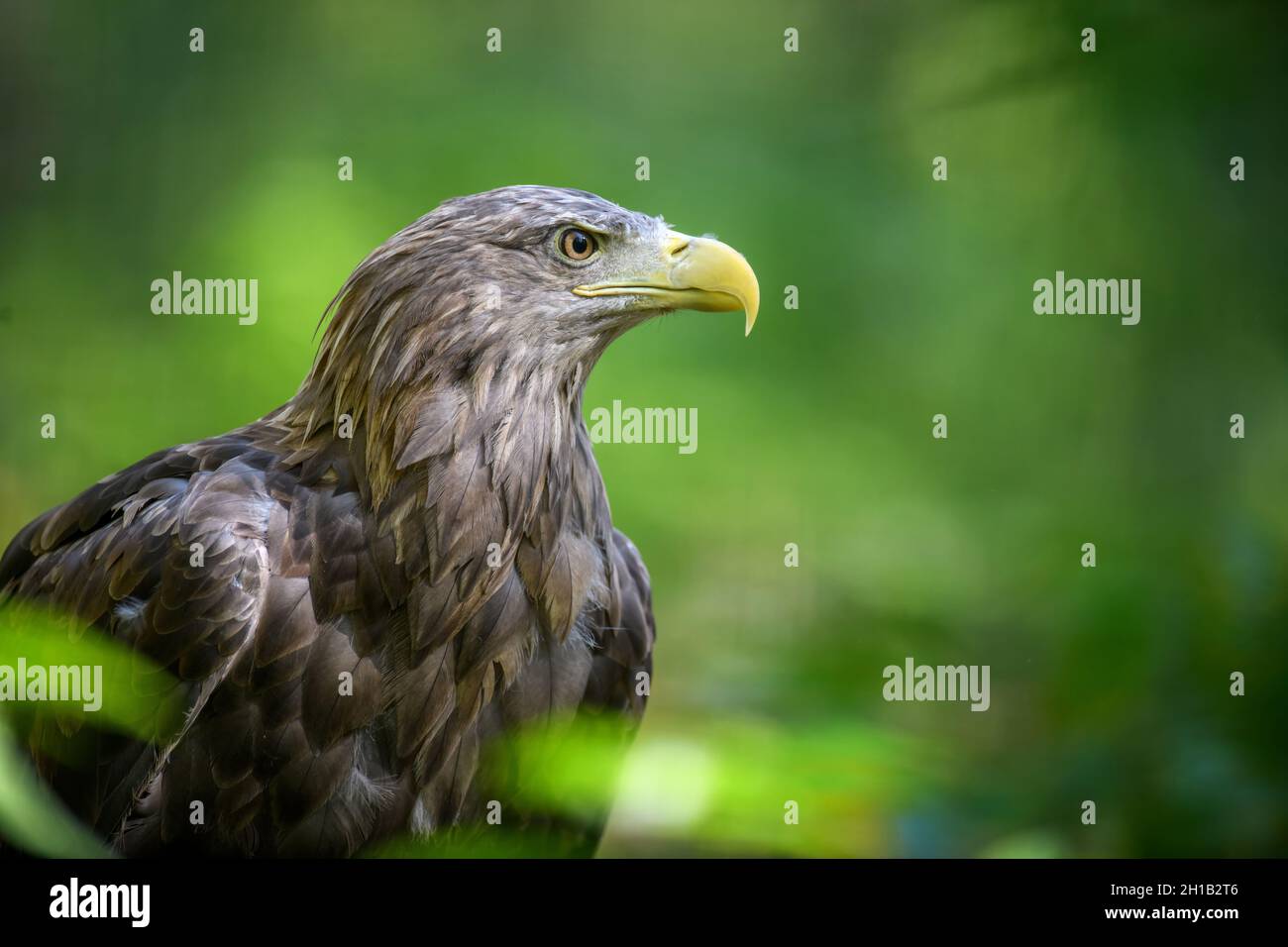 Close portrait white-tailed eagle. Danger animal in nature habitat ...