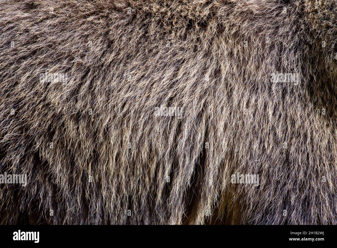 Close up real brown bear fur texture Stock Photo - Alamy