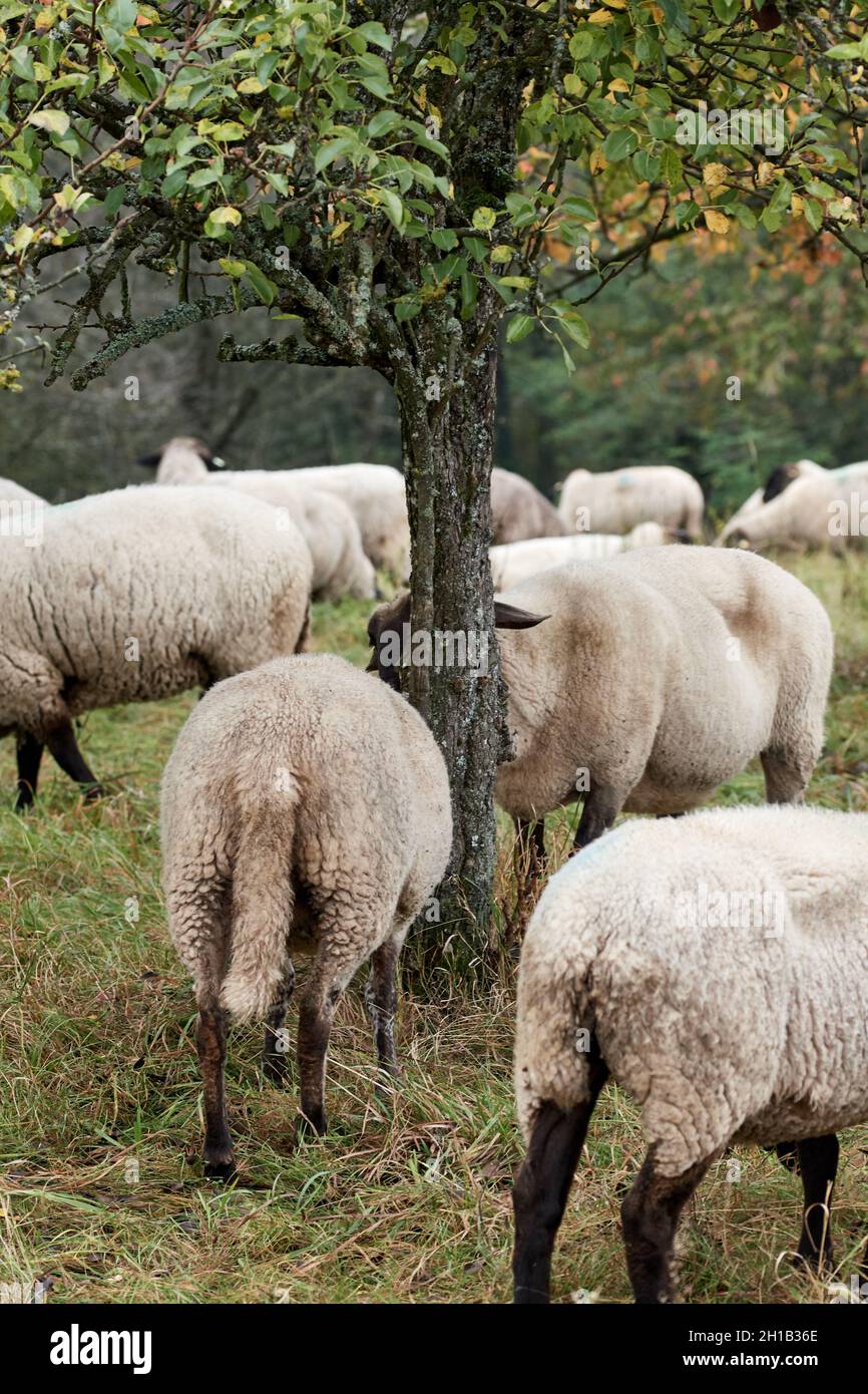 Flock of sheep grazing under a tree in the pasture Stock Photo - Alamy