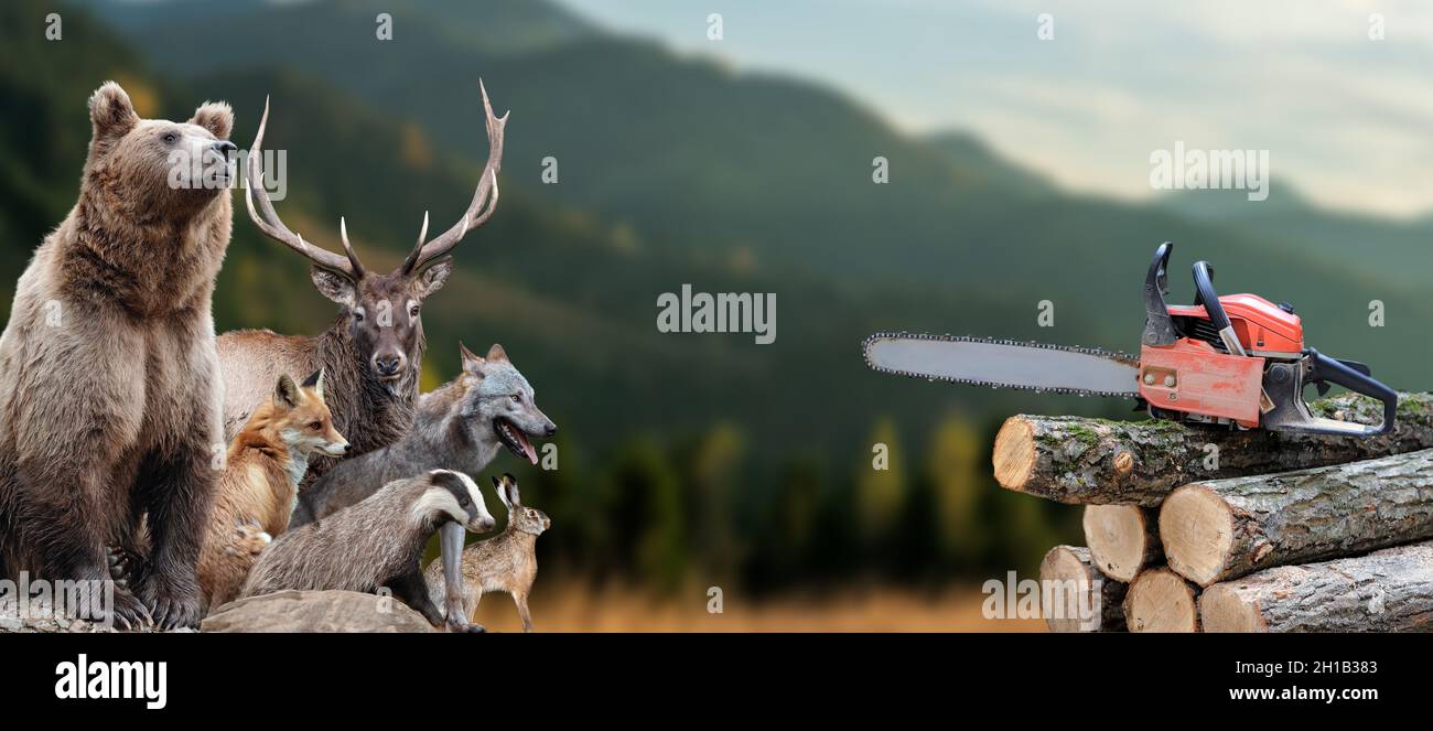 Bear, deer, fox, wolf, badger and hare in the middle of a felled forest ...