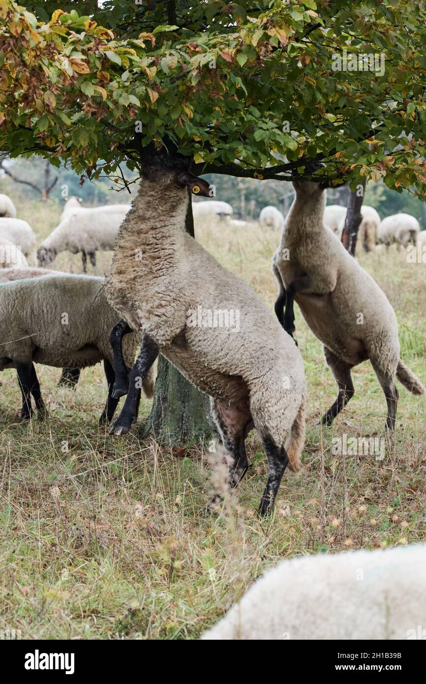 Two domestic sheep stand on hind legs to reach up and eat tree leaves ...
