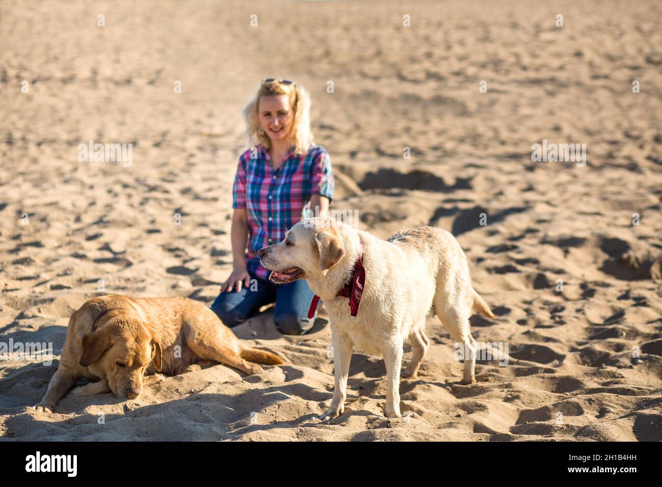 Two labrador friends playing on the beach Stock Photo - Alamy