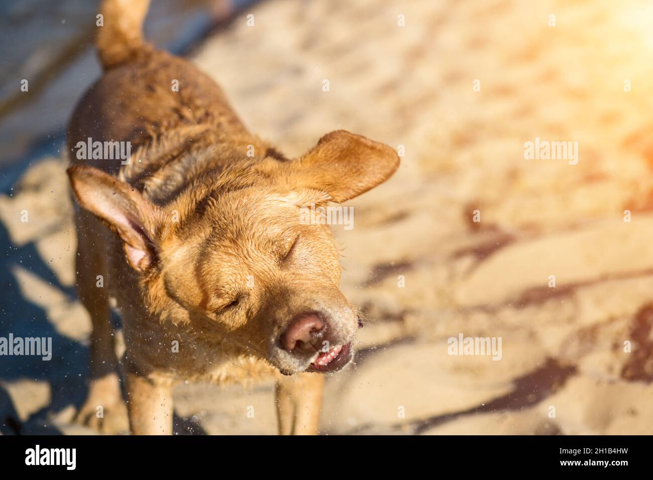 Labrador retriever on the beach. Sun flare Stock Photo - Alamy