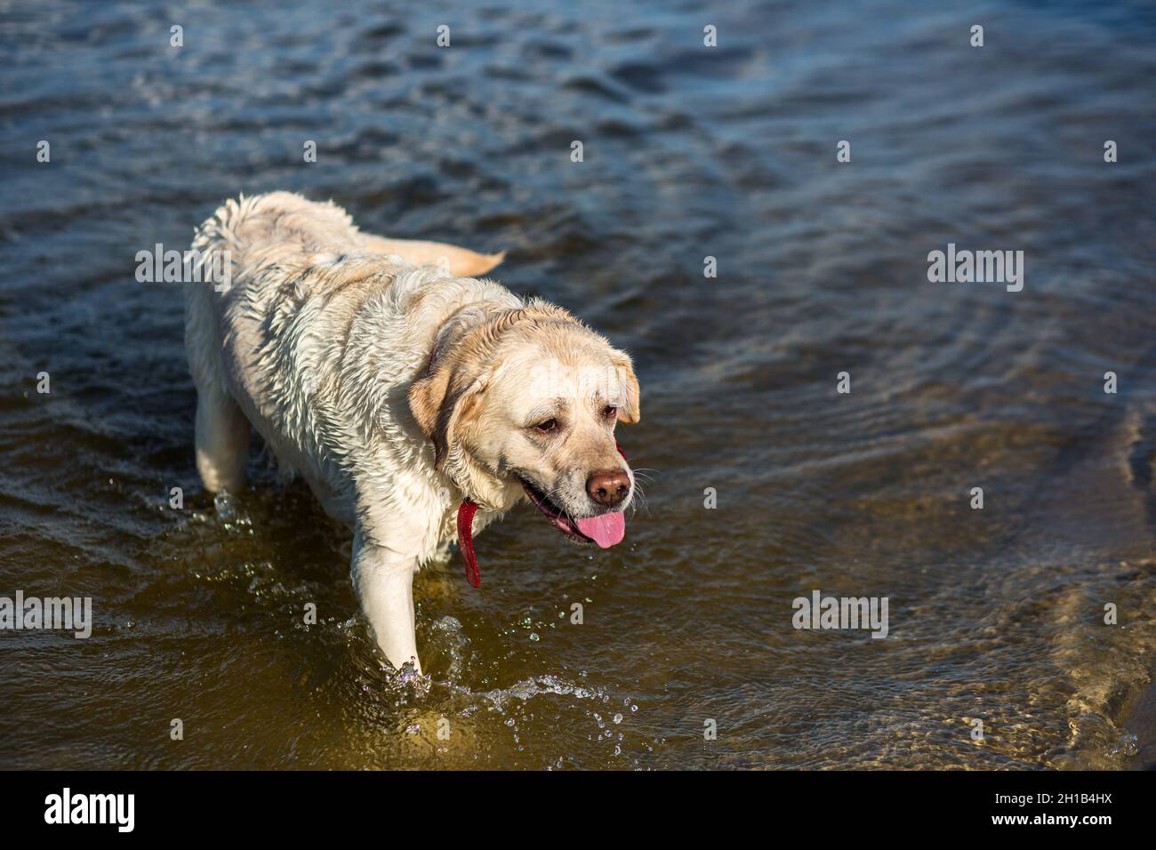 Labrador Retriever dog running through water creating huge splash and ...