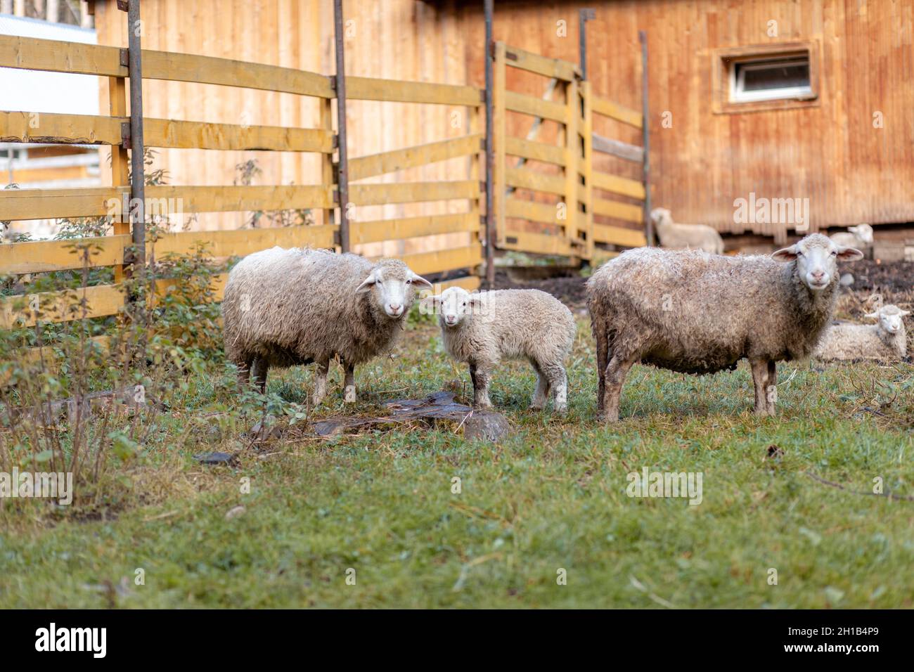 White curly sheep behind a wooden paddock in the countryside. Sheep and lambs graze on the green ...