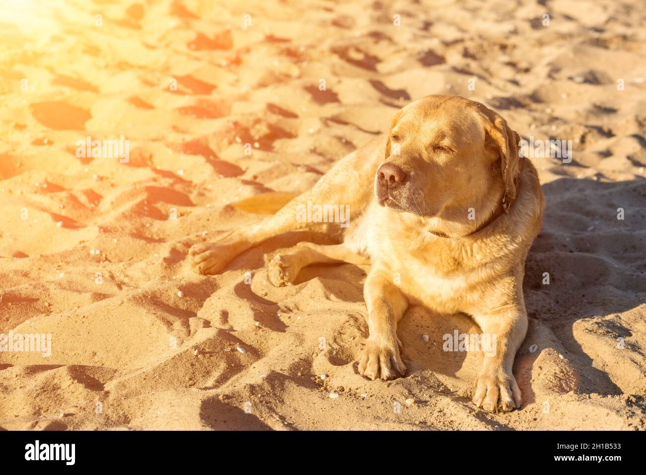Labrador retriever dog on beach. Sun flare Stock Photo - Alamy