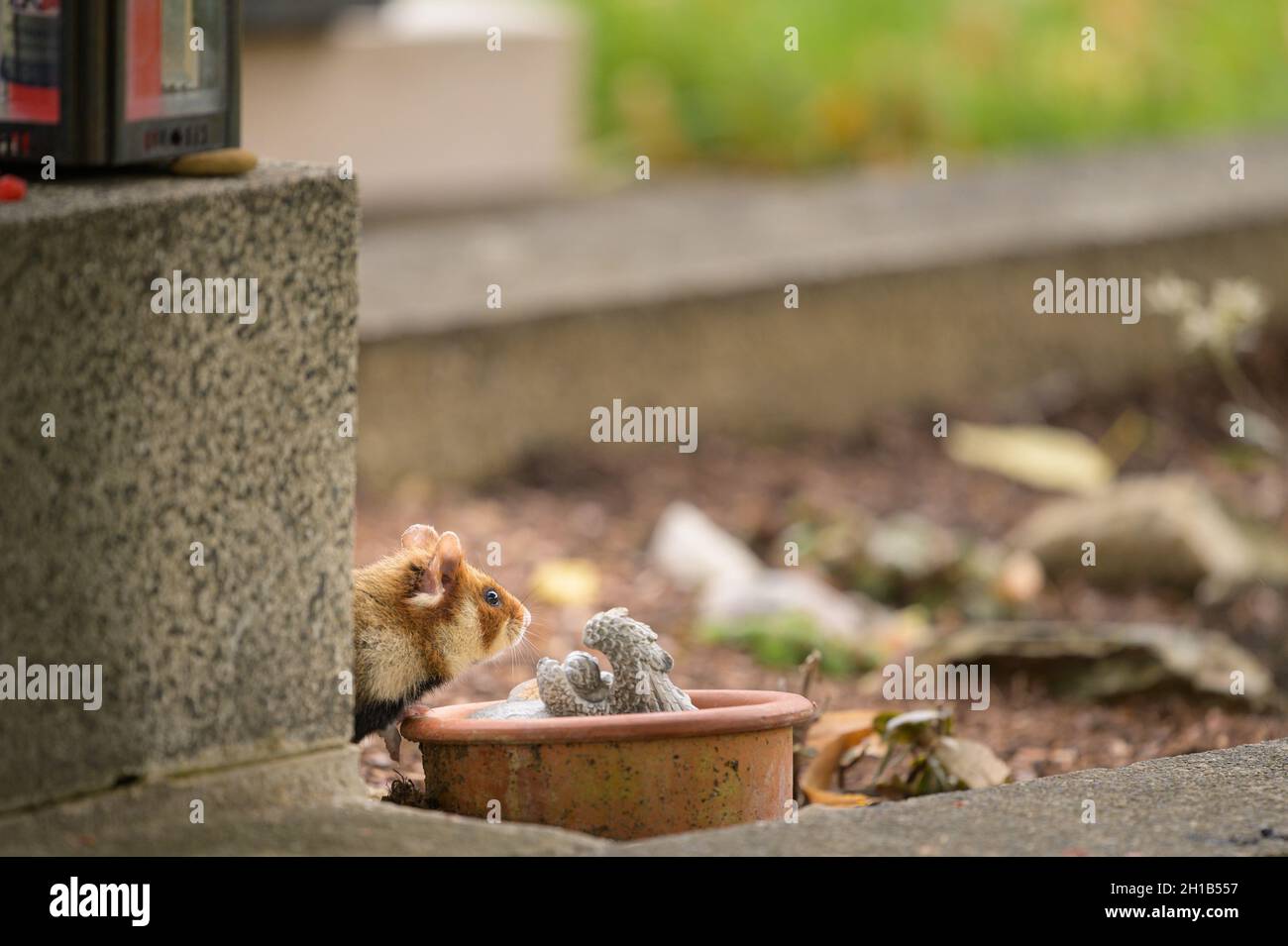 A European hamster sitting on a grave, cemetery in Meidling (Vienna ...