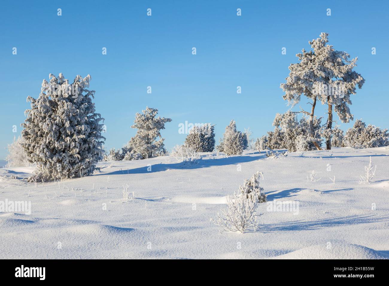 Winter landscape with trees with hoarfrost Stock Photo - Alamy