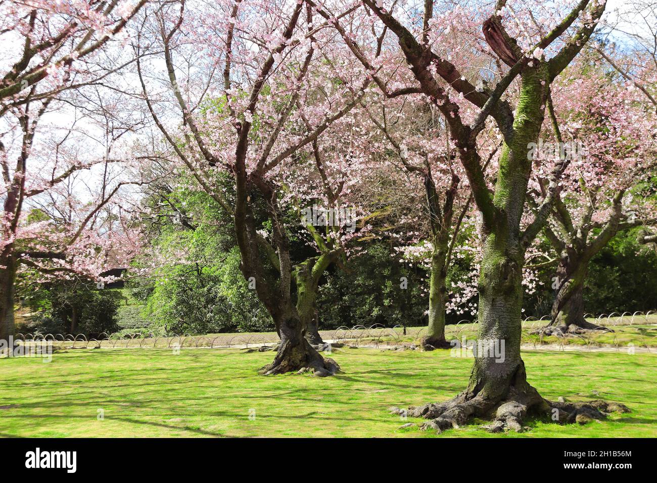Japanese hanami festival when people enjoy sakura blossom. Cherry ...
