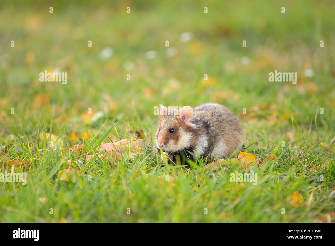 Eurasian hamster hi-res stock photography and images - Alamy