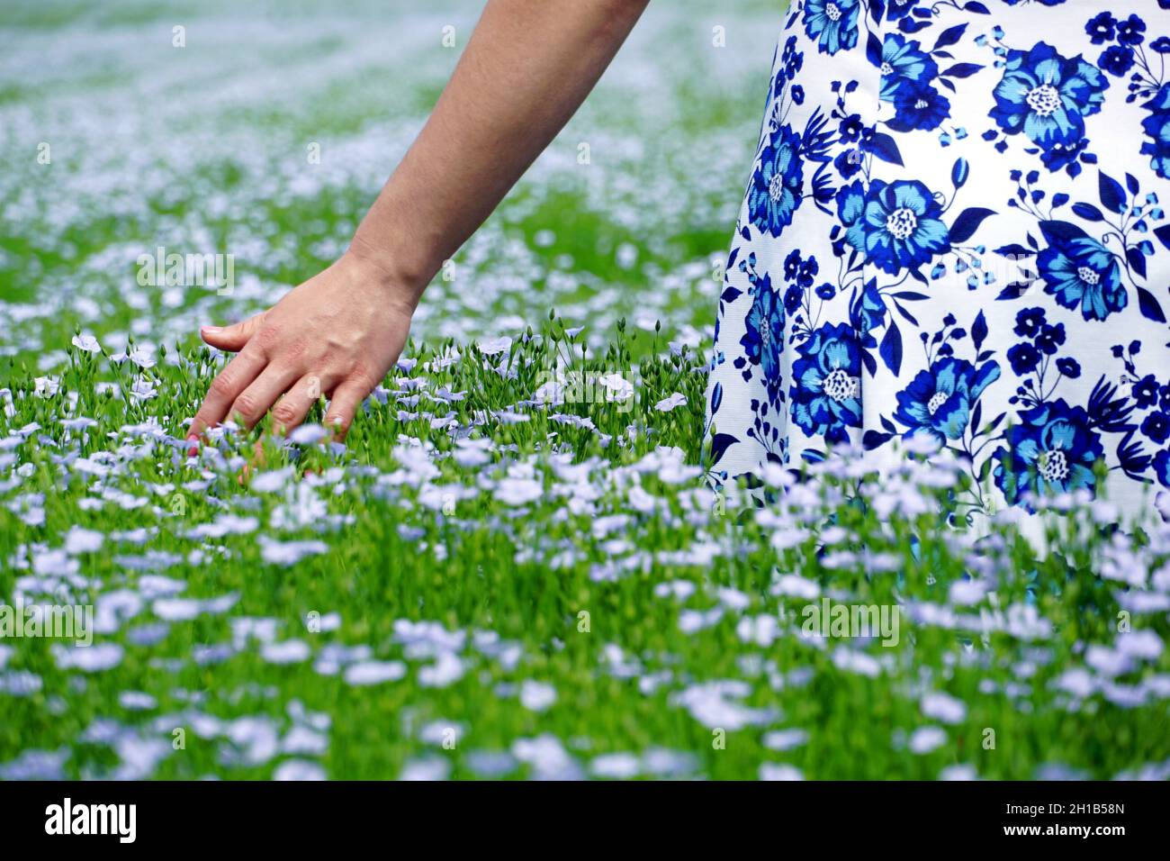 Girl in blue dress stands in linen field and touches blooming flax ...