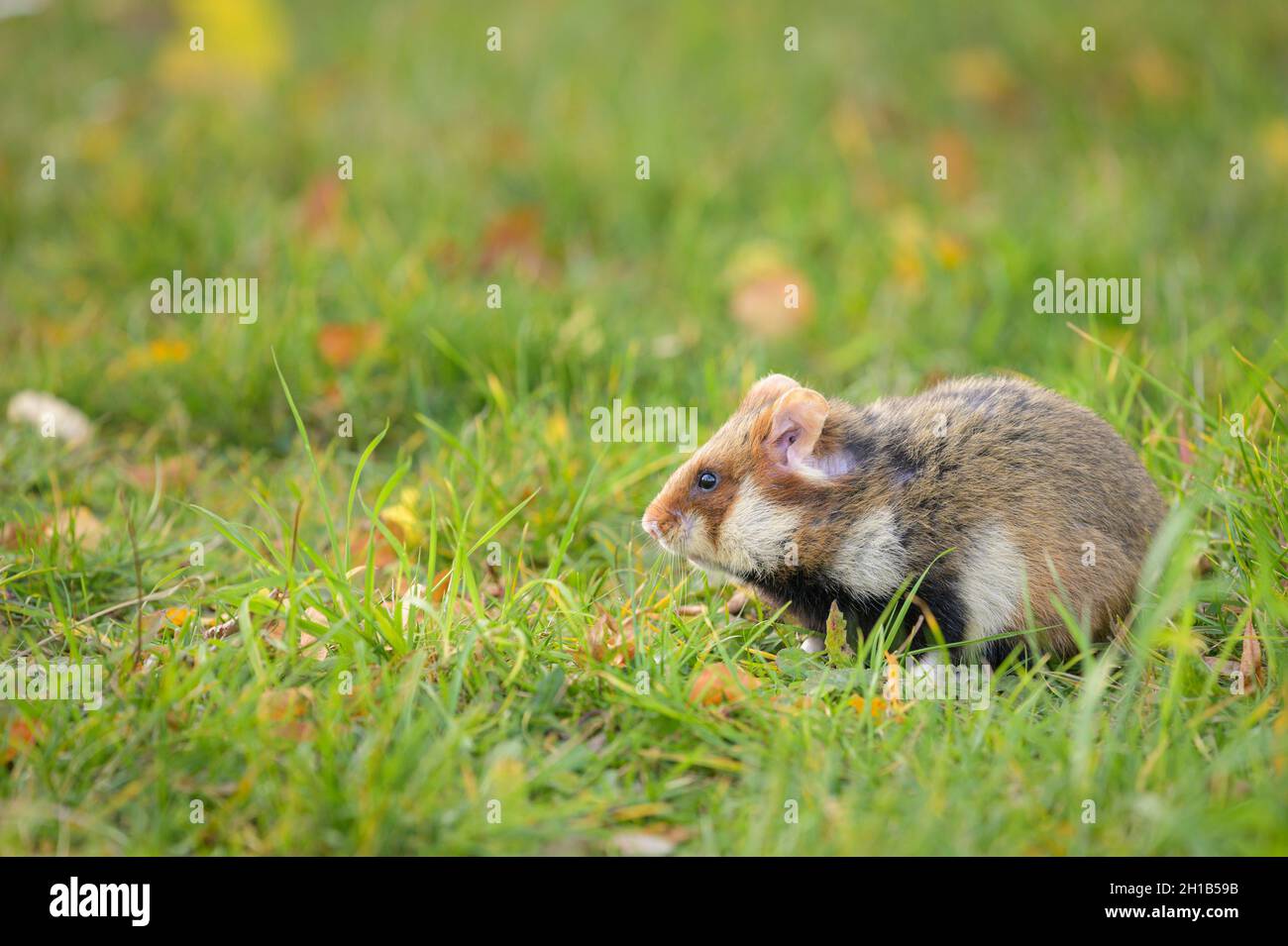 Black bellied hamster vienna hi-res stock photography and images - Alamy