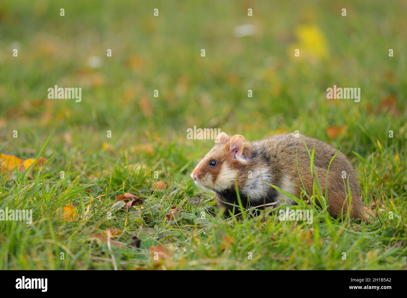 Eurasian hamster hi-res stock photography and images - Alamy
