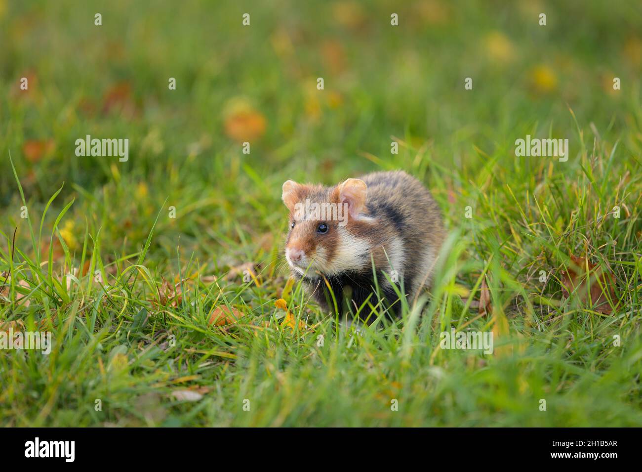 Eurasian hamster hi-res stock photography and images - Alamy