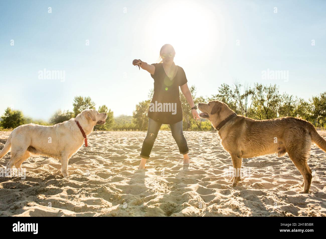 Two labrador friends playing on the beach Stock Photo - Alamy