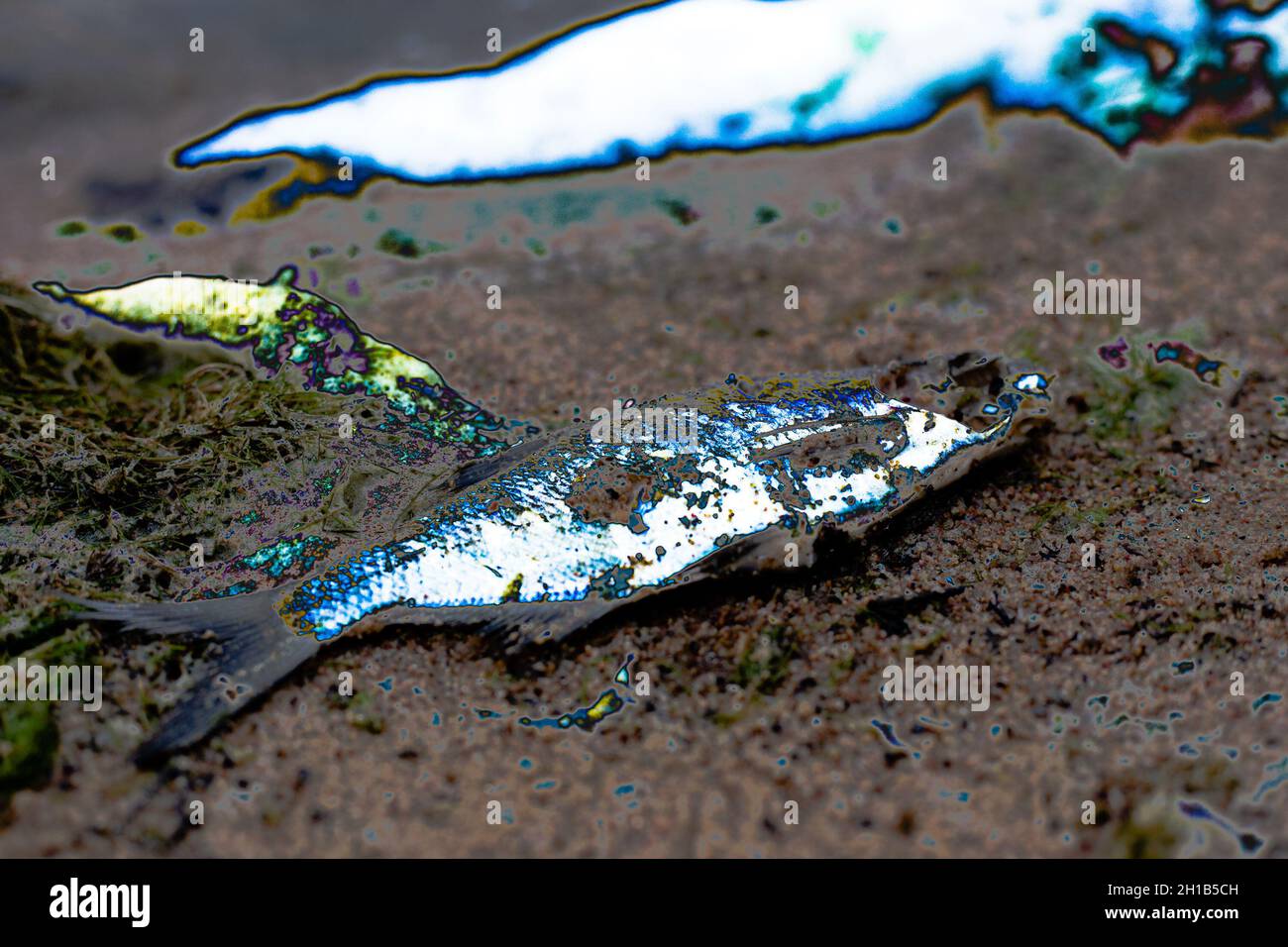 Dead fish algae hi-res stock photography and images - Alamy