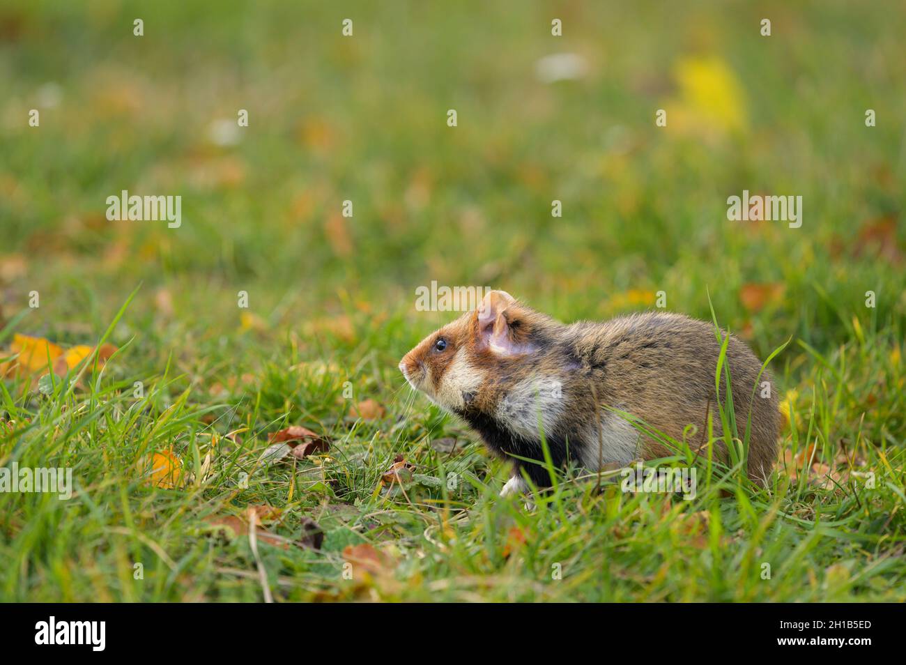 Cemetery wildlife portrait hi-res stock photography and images - Alamy