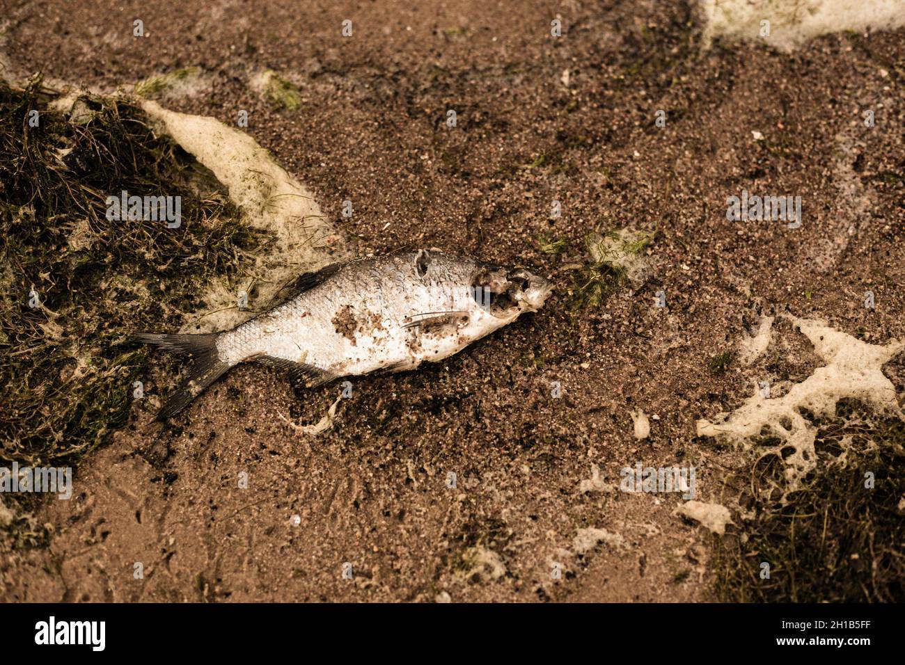 Fish kill algae hi-res stock photography and images - Alamy