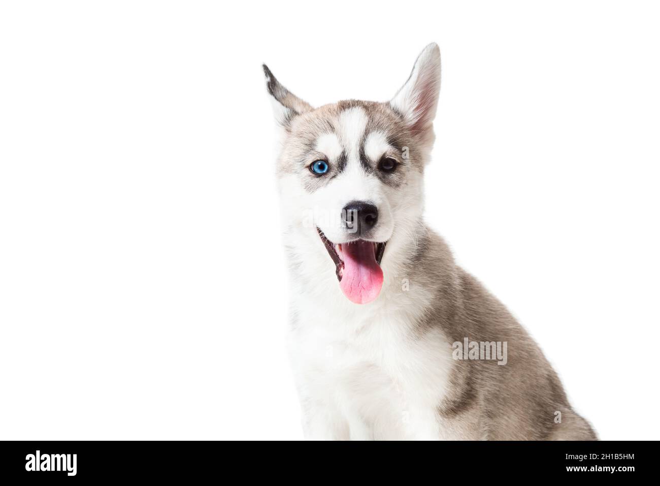 Siberian Husky puppy isolated on a white background Stock Photo - Alamy