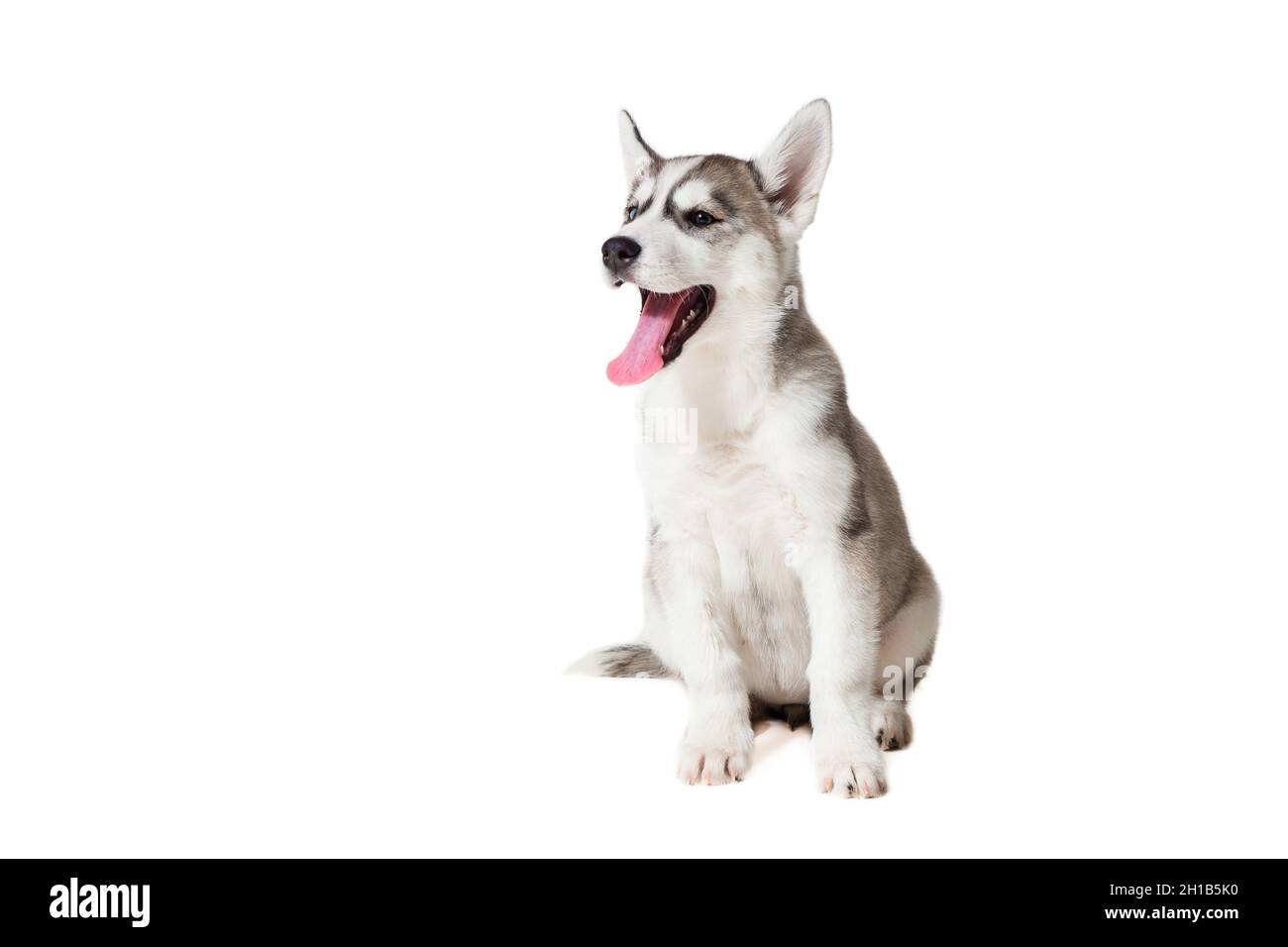 Siberian Husky puppy isolated on a white background Stock Photo - Alamy
